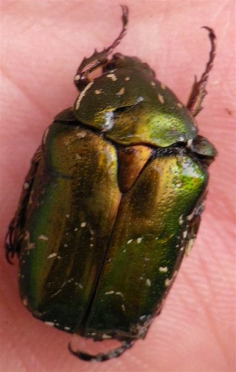 キョウトアオハナムグリ 萌萌虫雑記帳