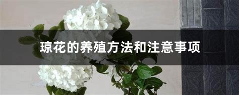 琼花的养殖方法和注意事项 花百科
