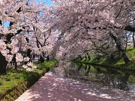 日本青森县弘前公园的樱花