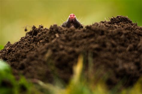 Gratulálunk minden vakondnak az év emlőse címhez Az online férfimagazin
