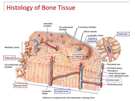 Anatomy And Physiology Chapter 6 Bones And Skeletal Tissue Flashcards