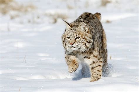 Planet Earth Ii Mountains Review Exodus Travels