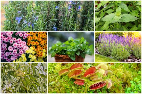 Insect Repellent Houseplants Naturally Keep Bugs At Bay