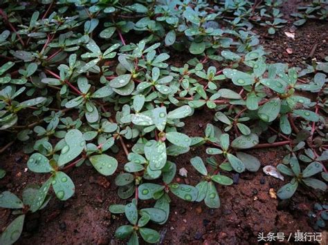鄉村一種嫩嫩野菜，可食用也可藥用，您可認識？藥用能清熱利濕等 每日頭條