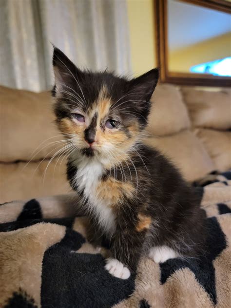 Conjunctivitis In Cats Tails And Tips