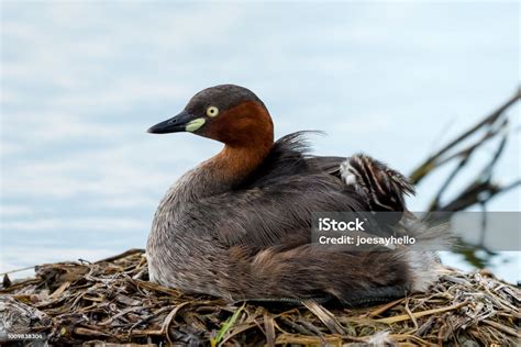 작은 농로 알려진 Dabchick 병아리는 물새의 농 병아리 가족의 구성원 가까운에 대한 스톡 사진 및 기타 이미지 가까운