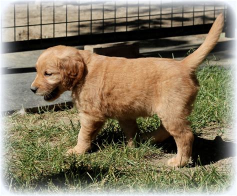 Pretty Golden Girl Windy Knoll Golden Retrievers