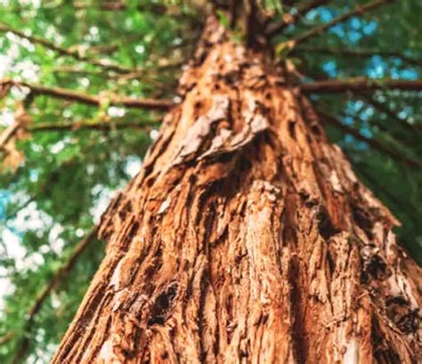 Cedar Tree Forestry Com