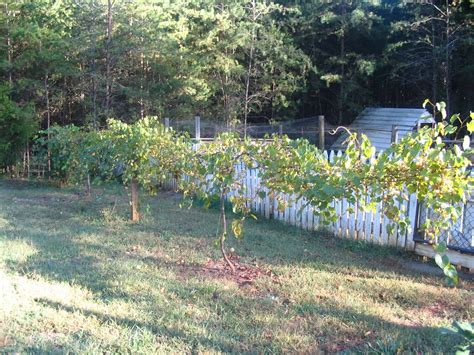 Its Muscadine Season • New Life On A Homestead