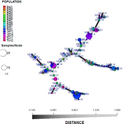 minimum spanning network msn of 67 haplotypes detected in the