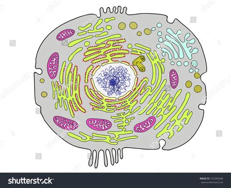 Shutterstock