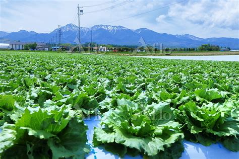 野辺山高原のレタス畑 長野県 南牧村 192727666 の写真素材 アフロ
