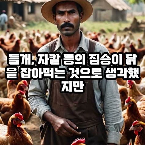 닭 잡아먹는 소 Youtube