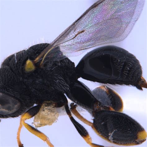 Yuanhan Yang Anhui Normal University Wuhu Ahnu Research Profile