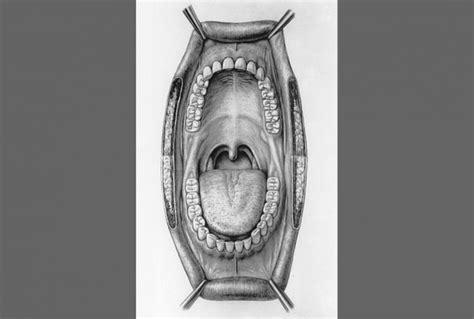 What Is Mouth Earth Com
