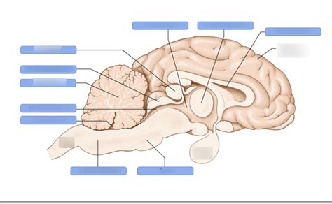 Sheep Brain Ventricles Labeling Diagram Quizlet