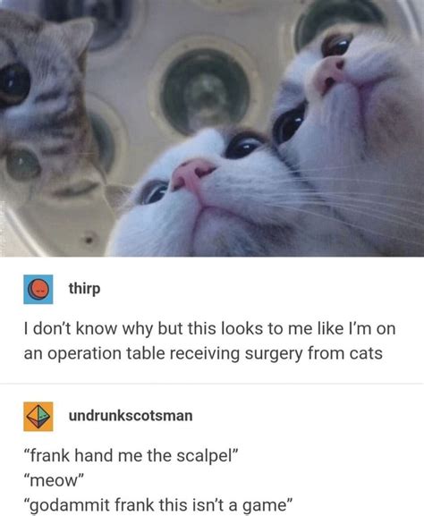 Catmemes Catmemesdaily Cat Kitten Instacat Catmemesarethebest Memecat