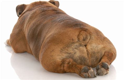 Come Fare Se Il Cane Strofina Il Sedere Per Terra Deabyday