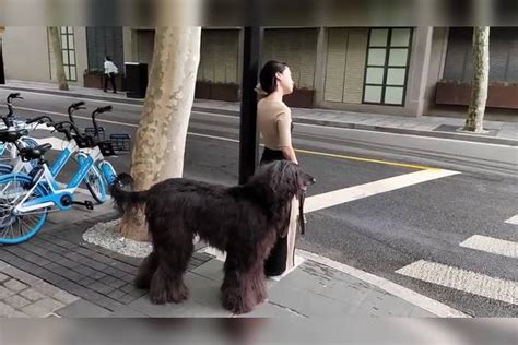 上海闹市现“长发飘飘的”猎犬 优雅气场引来路人围观猎犬长发闹市