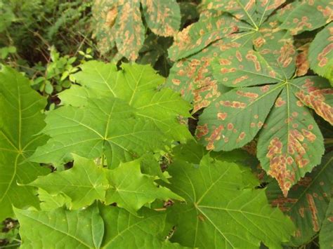Newboroughs Conker Trees And Whats Eating Them Newborough Anglesey