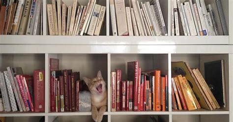 Kitty Imgur