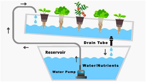 How To Grow Plants Vertically With An Nft Hydroponic System Plant World