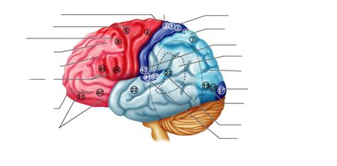 Regions Of The Cerebrum Diagram Quizlet