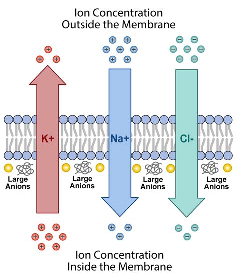Resting Membrane Potential Simulation Section 2 Human Bio Media
