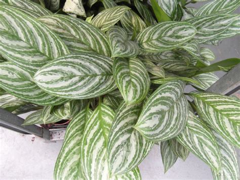 Цветы с полосатыми листьями комнатные 67 фото