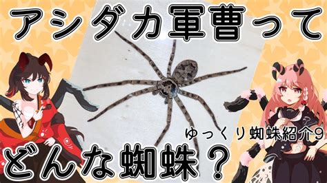 【ゆっくり解説】軍曹が仲間になりました！アシダカグモのご紹介と飼育方法について【heteropoda Venatoria】生き物 虫