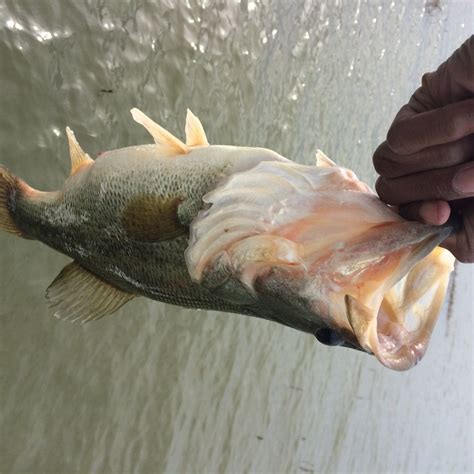 Lake Ray Hubbard Fishing Report Rb Bass Fishing