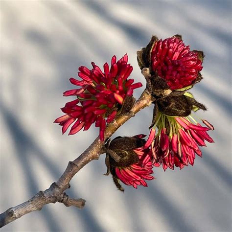 Parrotia Persica Árbol Del Hierro Viveros Peña Centro Jardinería