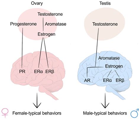 Prenatal Sex Hormone Exposure Is Associated With The Development Of