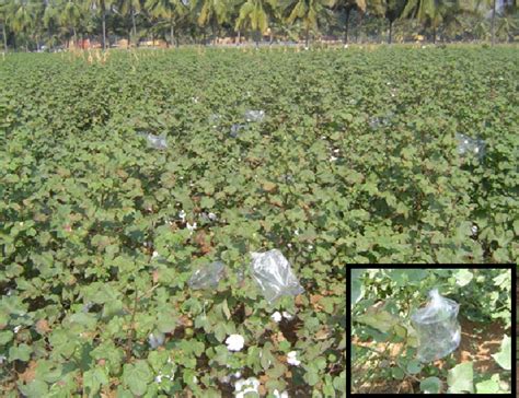 A Field Experiment On Cotton Jassids Download Scientific Diagram