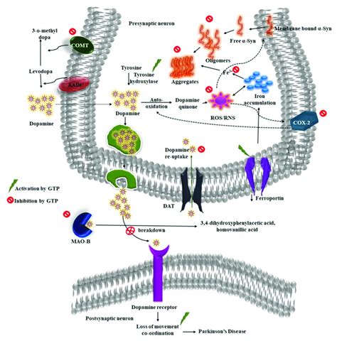 Neuroprotective Action Of Green Tea Polyphenols Gtps In Prevention