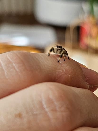 Female Regal Light Phase Other Spider By Regal Arachnids