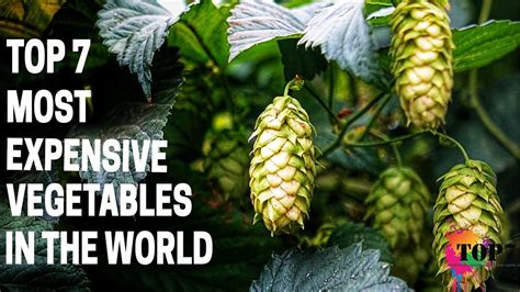 Most Expensive Common Vegetables At Horace Isabel Blog