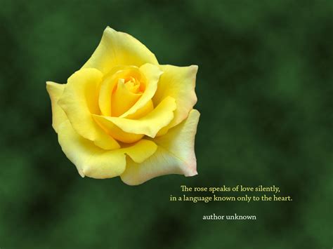 Inspirational Desktop Wallpaper Yellow Rose Desktop Wallpaper