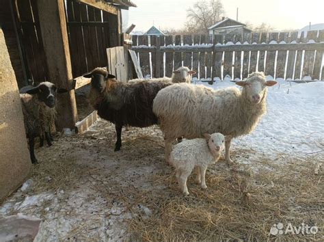 Овцы бараны ягнята купить в Челябинске Животные и зоотовары Авито