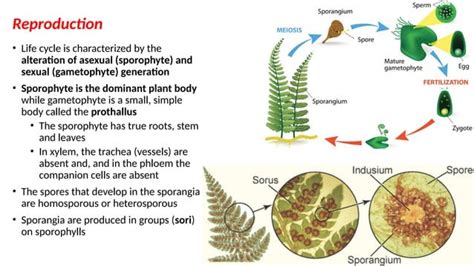 Biology Ferns Polypodiophyta School Ppt