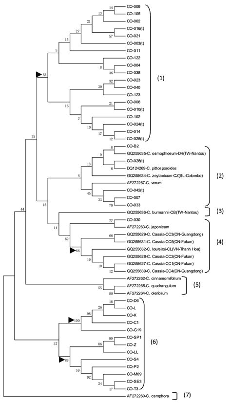 a maximum parsimony tree of the partial its2 sequences from the