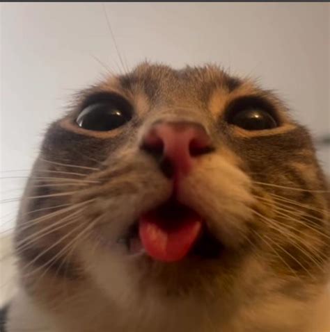 Cat Discord Stickers
