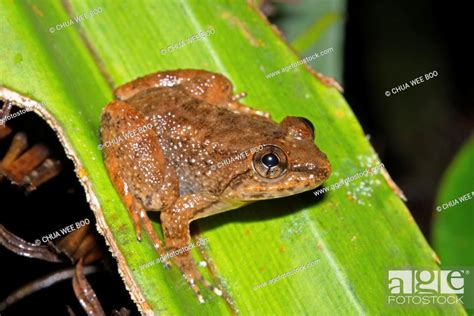 Kuhls Creek Frog Limnonectes Kuhlii Image Taken At Kubah National