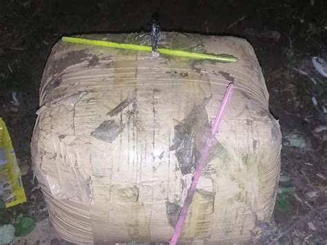Bsf Recovers Four China Made Pistols 50 Rounds Pak Ammunition In