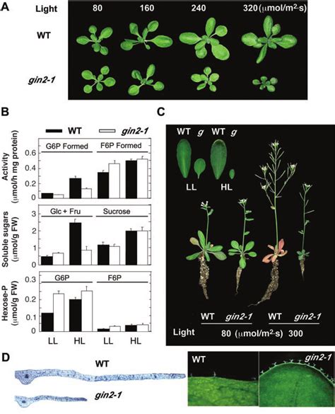 The Gin2 1 Null Mutant Defines Physiological Functions Of Hxk1 A The