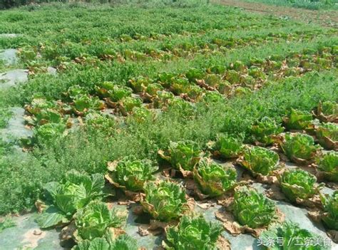 萬斤大白菜 喜獲豐收 每日頭條
