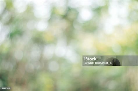 Abstract Blur Green Nature Bokeh Background From Tree Leaves Stock Photo - Download Image Now ...