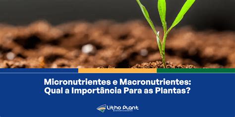 Micronutrientes E Macronutrientes Qual A Importância Para As Plantas