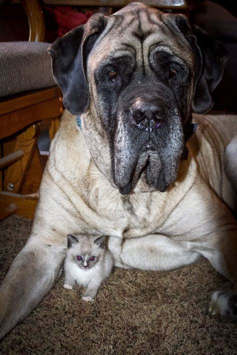 An Illegal Mob Boss And His Bodyguard R Illegallysmolcats