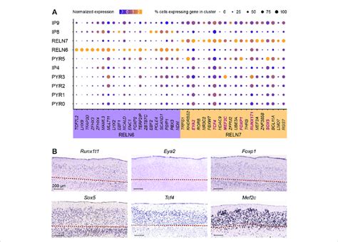 Unique Transcriptional Factors Upregulated In Reln Positive Clusters